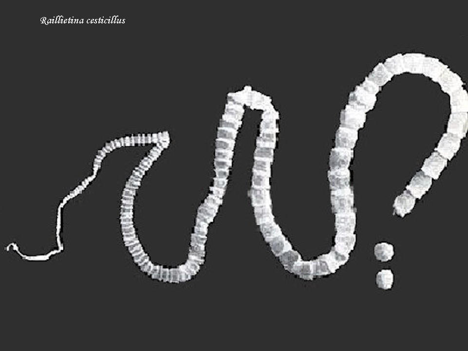 Raillietina-cesticillus - Blog Orniplus